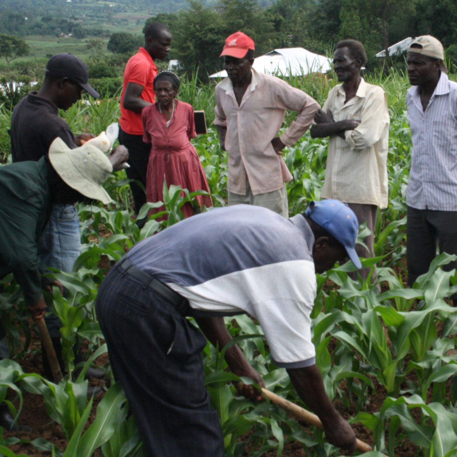 4R SOLUTION FOCUS CROP SERIES: MAIZE IN GHANA - 4R Solution