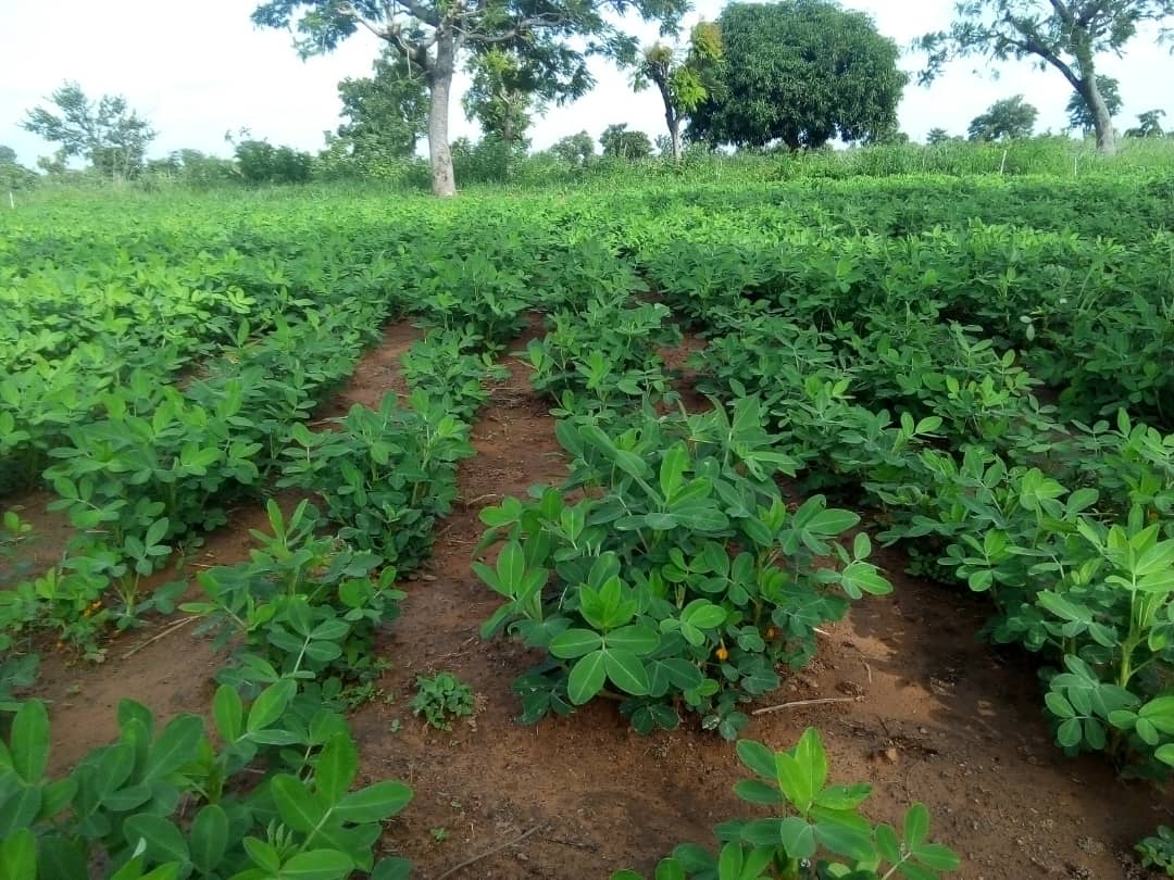 4R Solution Focus Crop Series- Groundnut in Ghana - 4R Solution